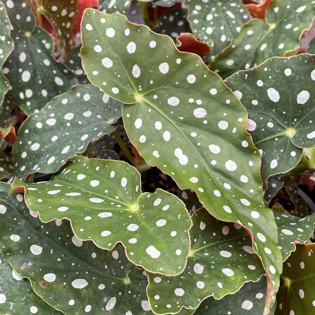 Begonia maculata 'Wightii' - Polka Dot Begonia (4.5" Pot) | Little ...