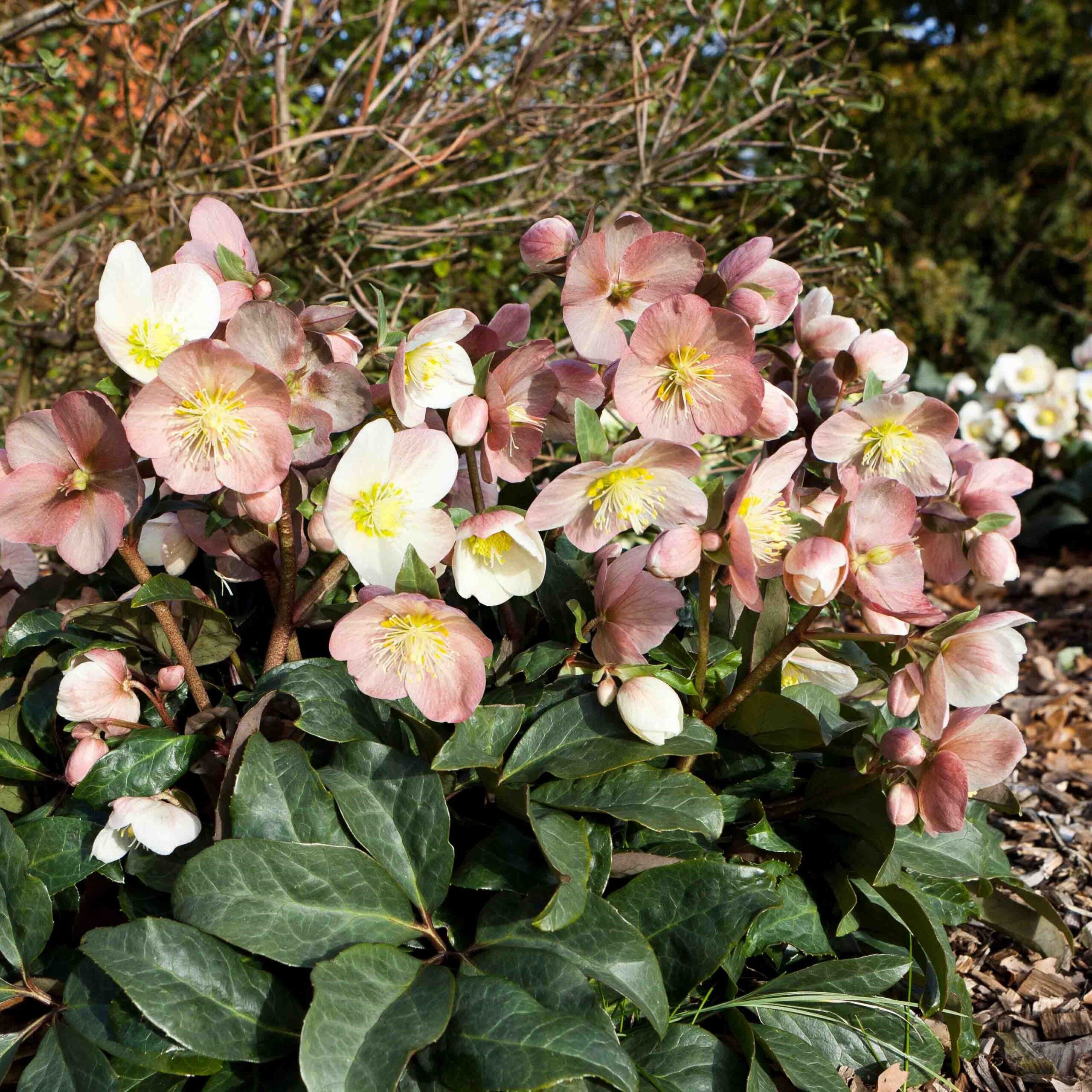 Helleborus ballardiae ‘HGC® Camelot®’
