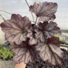 Heuchera 'Spellbound' - Coral Bells (4.5" Pot) | Little Prince of ...
