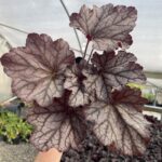 Heuchera 'Spellbound' - Coral Bells (4.5" Pot) | Little Prince of ...