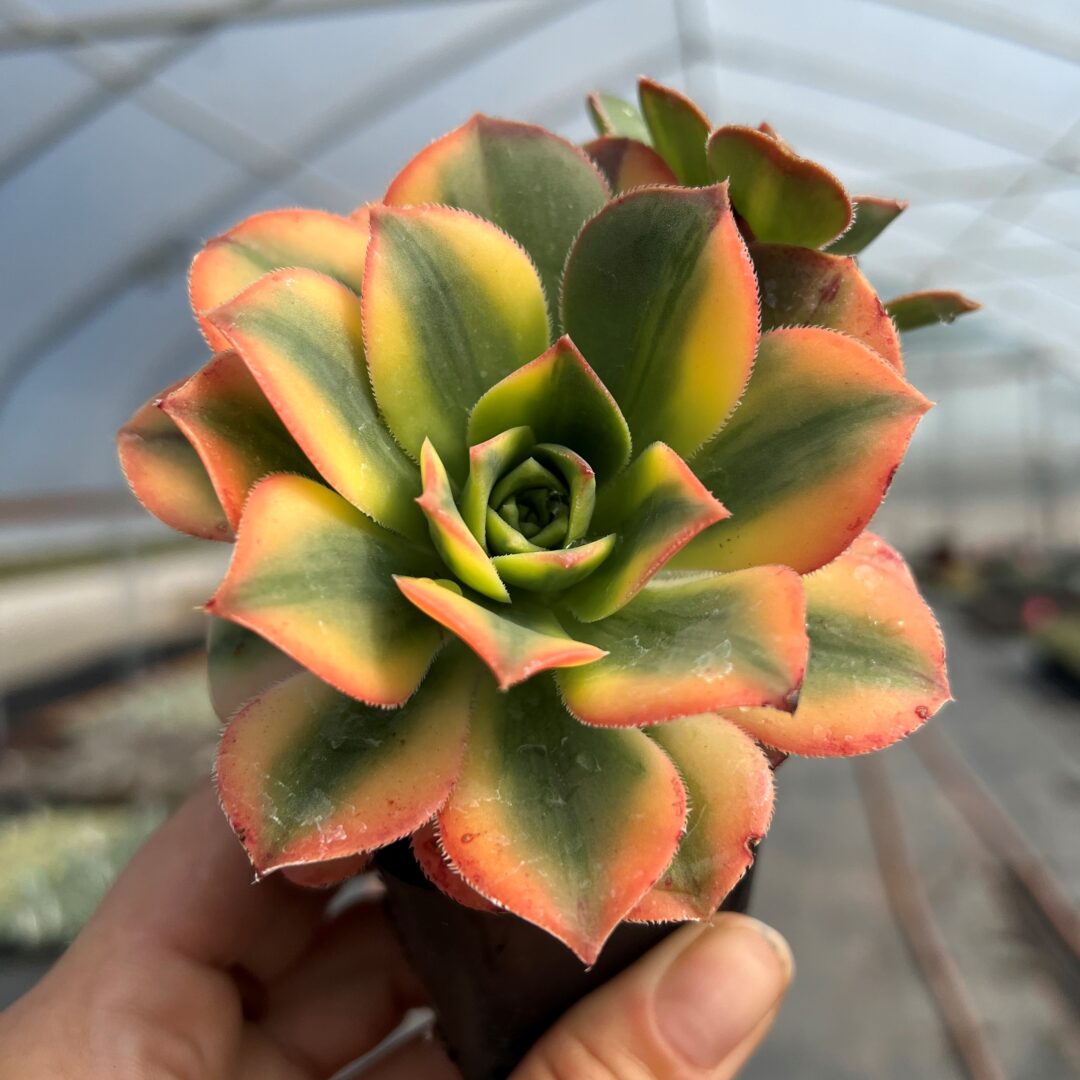 Aeonium 'Sunburst' - Copper Pinwheel Succulent (2" Pot) | Little Prince ...