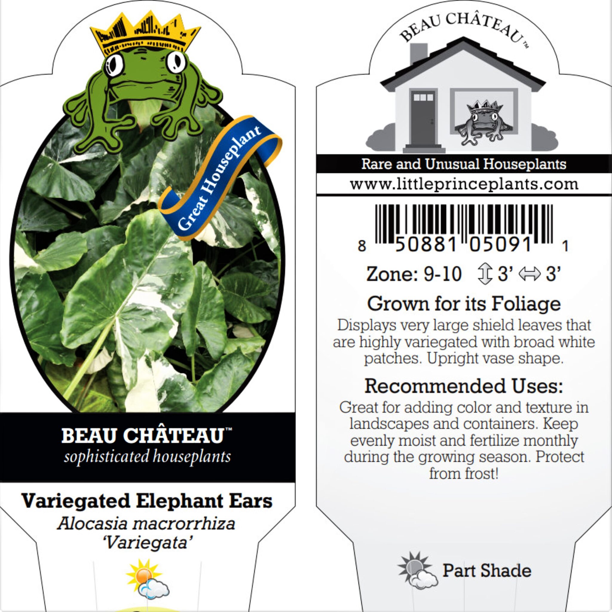 Alocasia macrorrhiza 'Variegata' - Variegated Elephant Ears (4" Pot ...