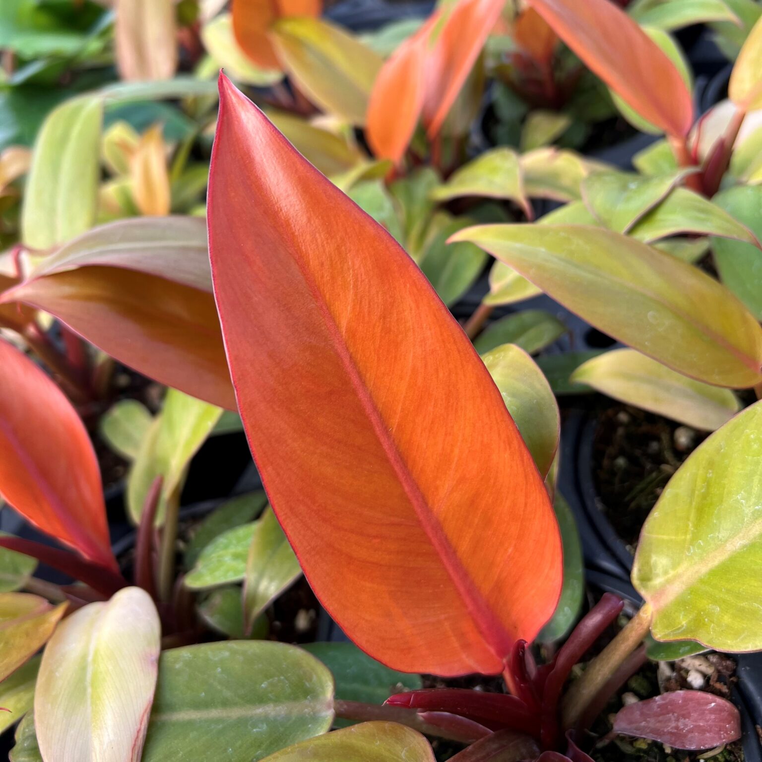 Ctenanthe burle-marxii - Fishbone Prayer Plant (4.5" Pot) | Little ...