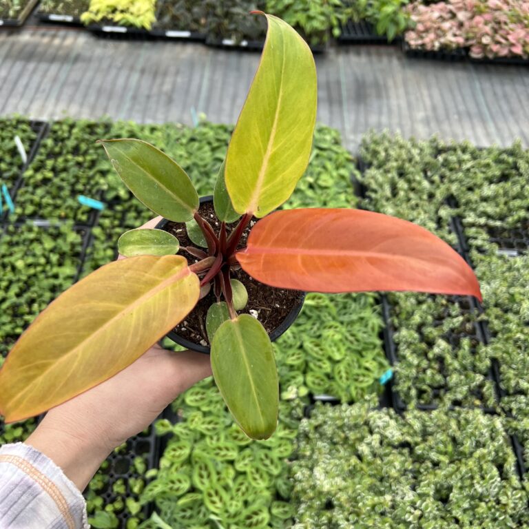 Philodendron 'Prince of Orange' (4.5" Pot) | Little Prince of Oregon ...
