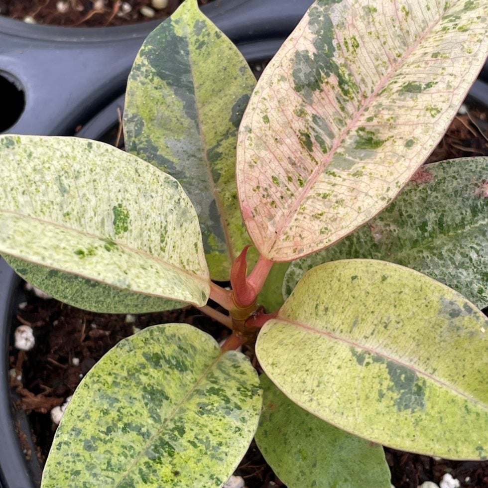 Ficus 'Shiveriana Moonshine' - Rubber Tree (4.5" Pot) | Little Prince ...