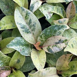 Ficus 'Shiveriana Moonshine' - Rubber Tree (4.5" Pot) | Little Prince ...
