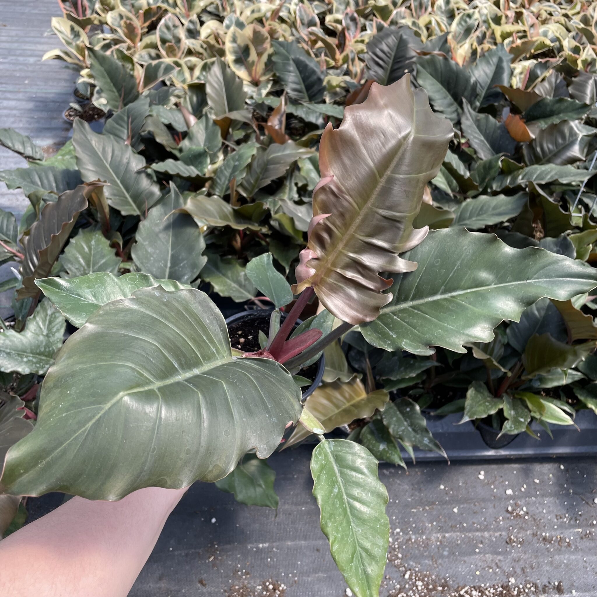 Philodendron 'Choco Empress' (4.5" Pot) | Little Prince of Oregon Nursery