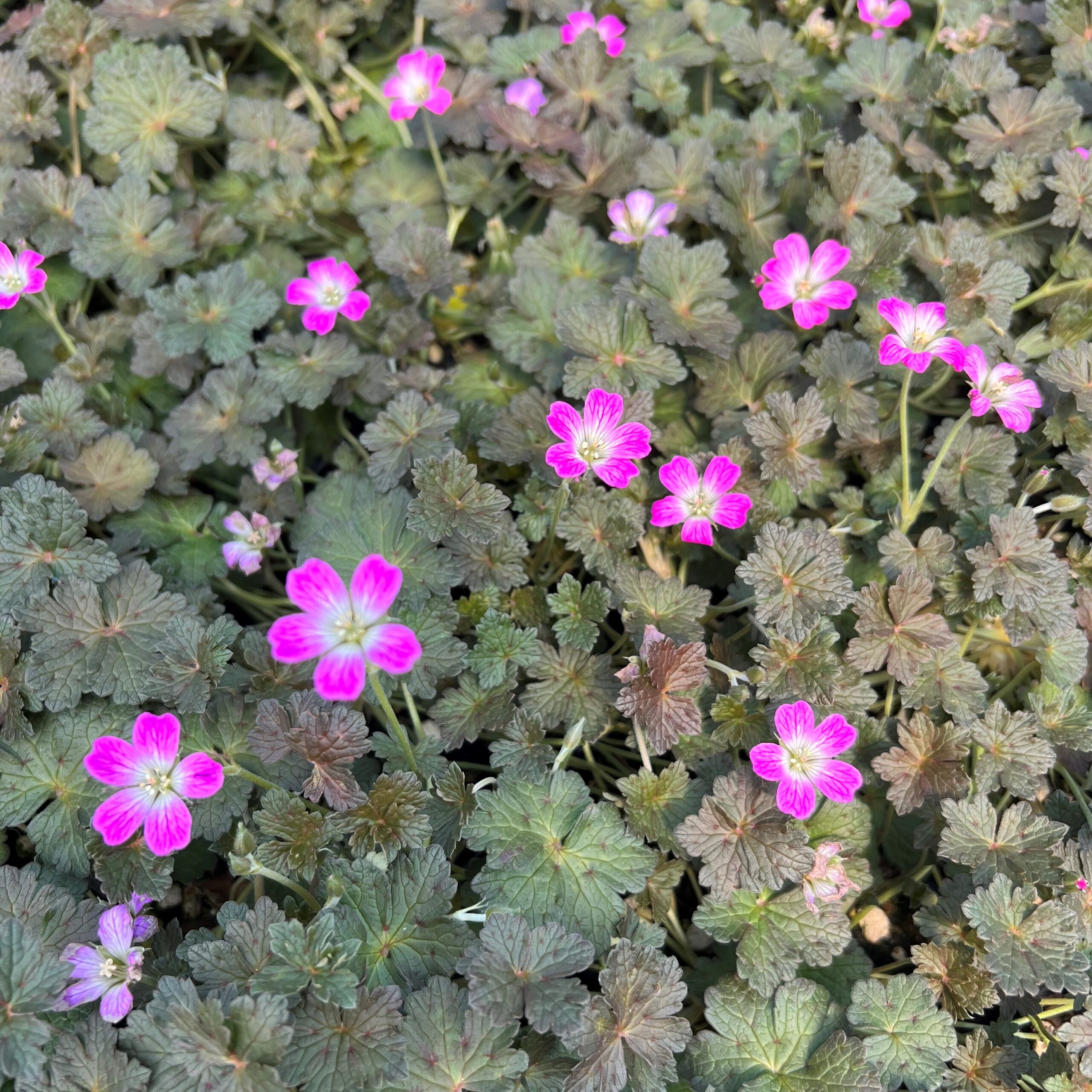 Geranium 'Orkney Cherry' - Cranesbill (4.5" Pot) | Little Prince of ...