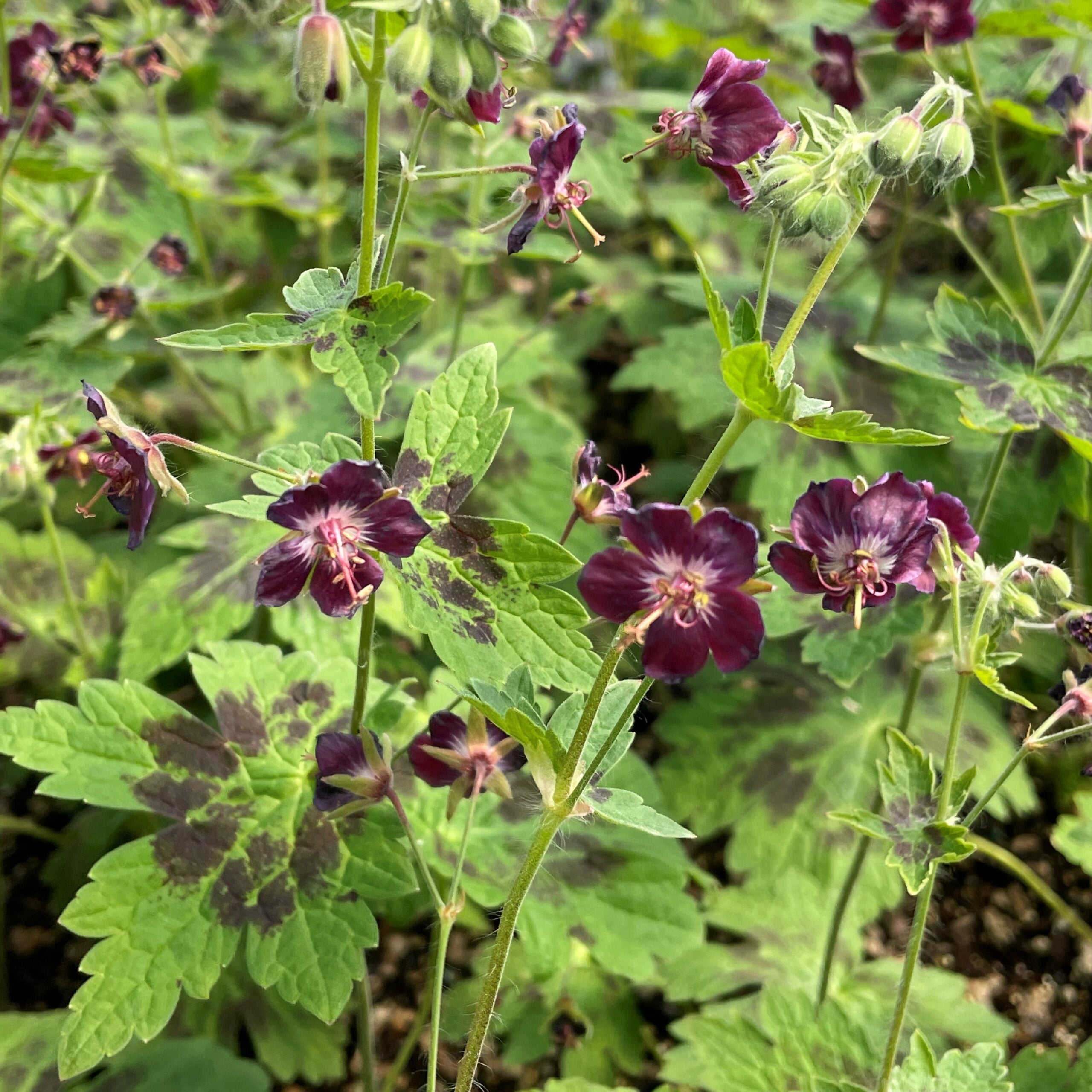 Geranium phaeum 'Samabor' - Cranesbill (4.5" Pot) | Little Prince of ...
