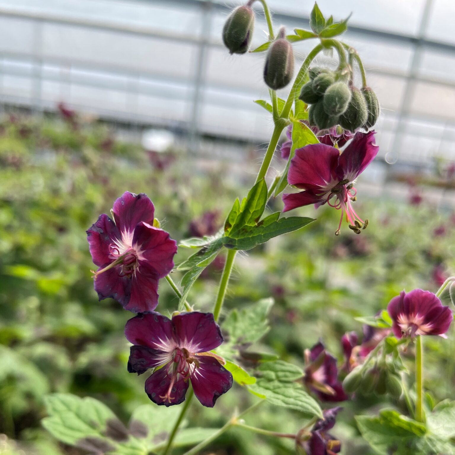 Geranium phaeum 'Samabor' - Cranesbill (4.5" Pot) | Little Prince of ...