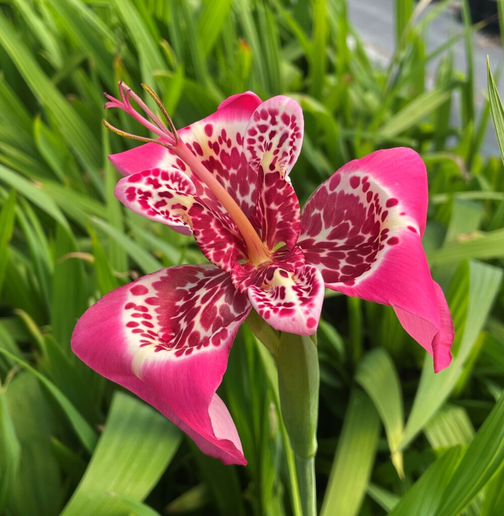 Tigridia pavonia (Mixed Colors) - Tiger Flower (4.5" Pot) | Little ...