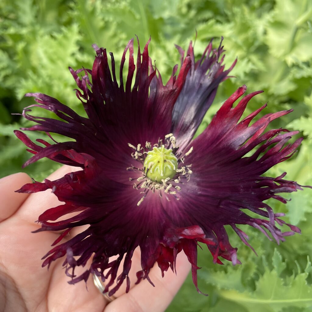 Papaver 'Black Swan' - Poppy (4" Tall Pot) | Little Prince of Oregon ...