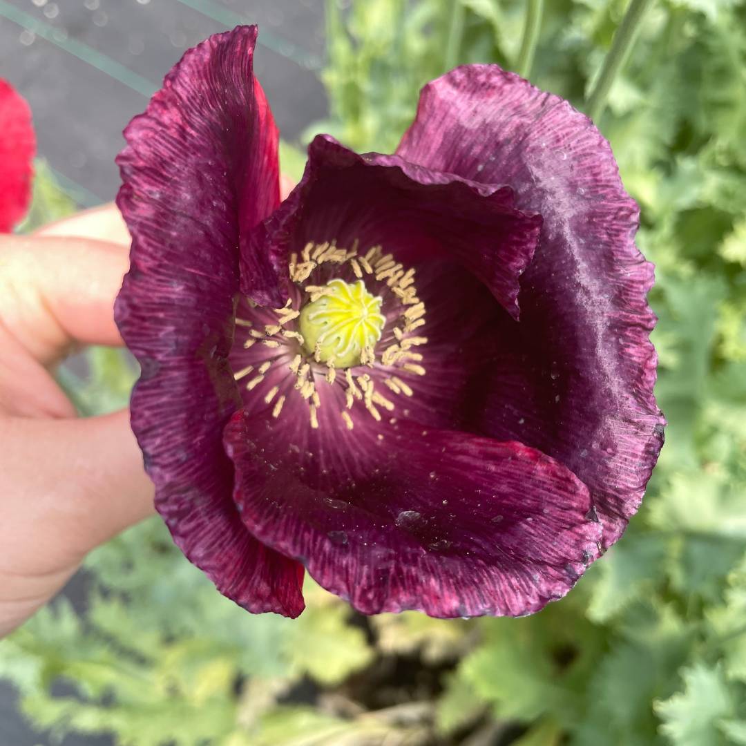 Papaver 'Drama Queen' - Poppy (4" Tall Pot) | Little Prince of Oregon ...