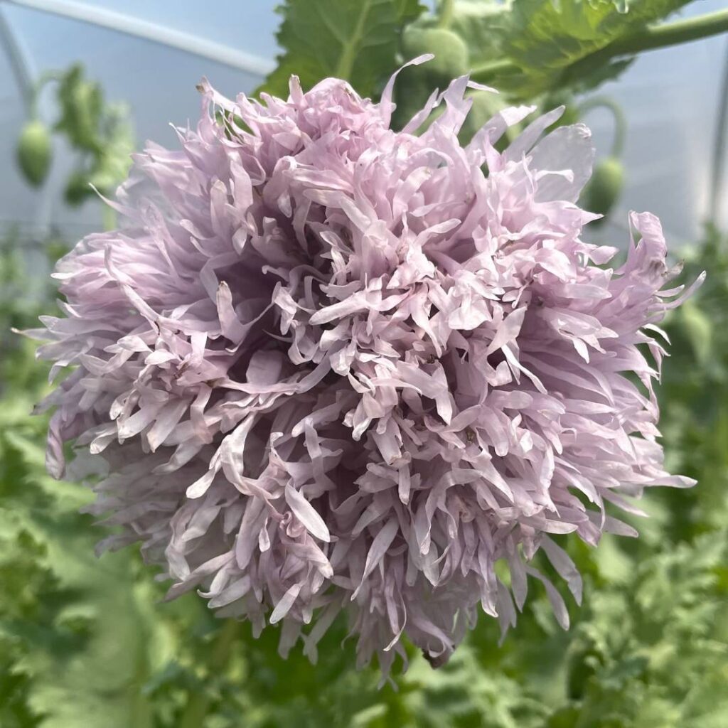 Papaver 'Lilac Pompom' - Poppy (4" Tall Pot) | Little Prince of Oregon ...