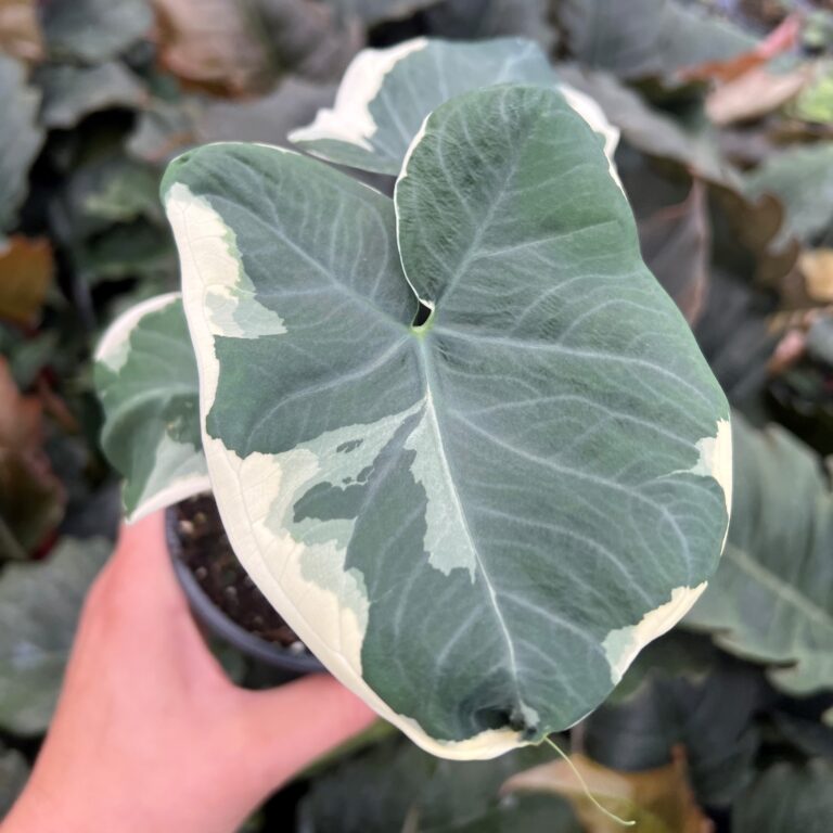 Alocasia 'Mickey Mouse' - Elephant Ears (4" Pot) | Little Prince of ...