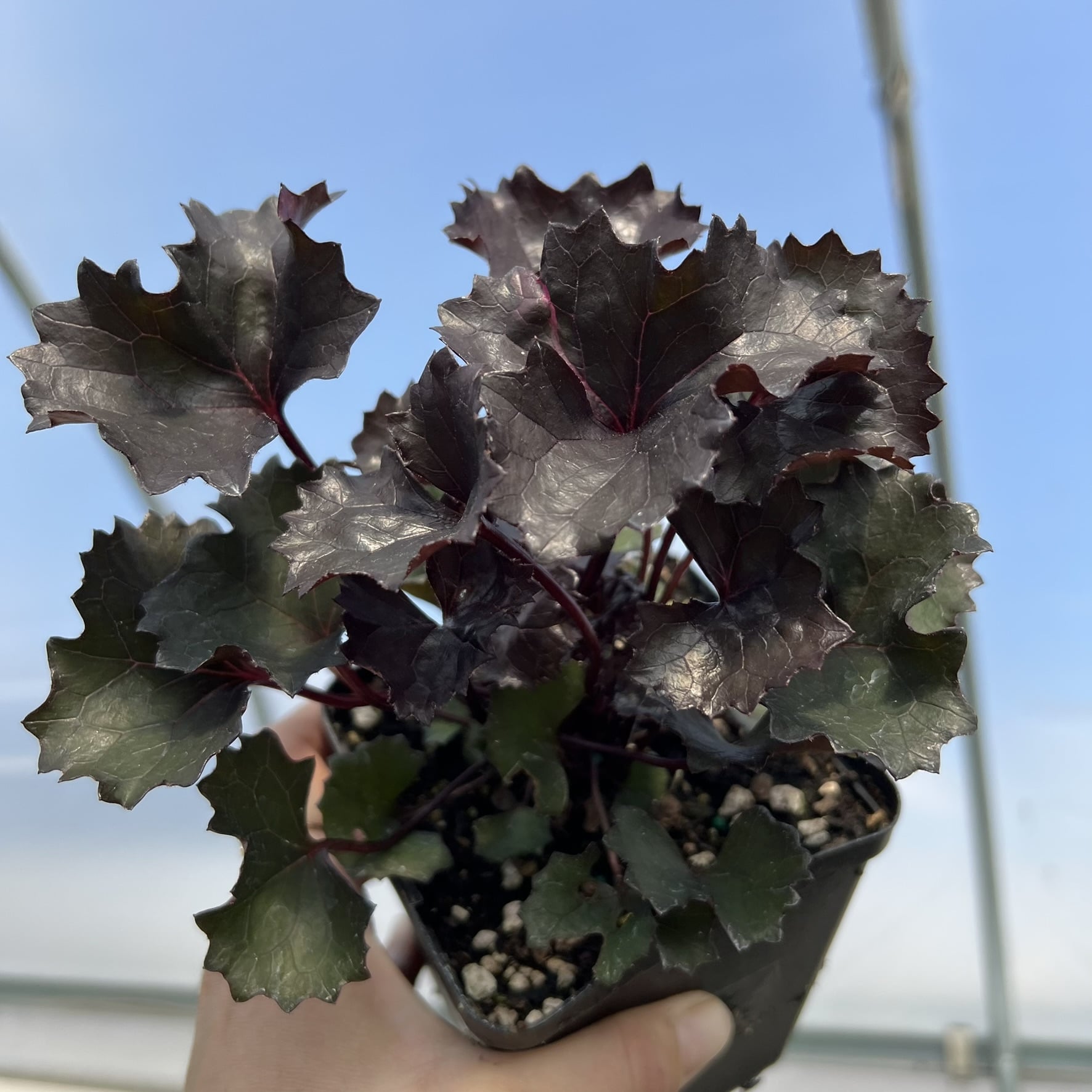 Ligularia dentata 'Pandora' PPFA -- Leopard Plant (4.5" Tall Pot ...