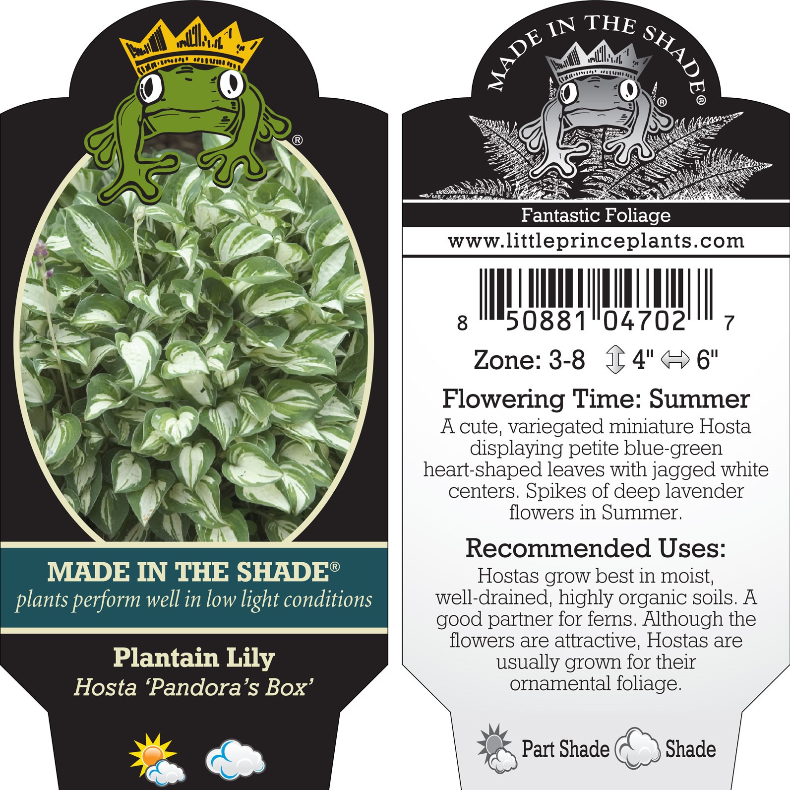 Hosta 'Pandora's Box' - Plantain Lily (3.5" Pot) | Little Prince of ...