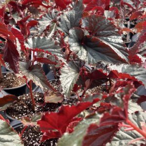 Begonia 'Black Magic' - Rex Begonia (4.5" Pot) | Little Prince of ...