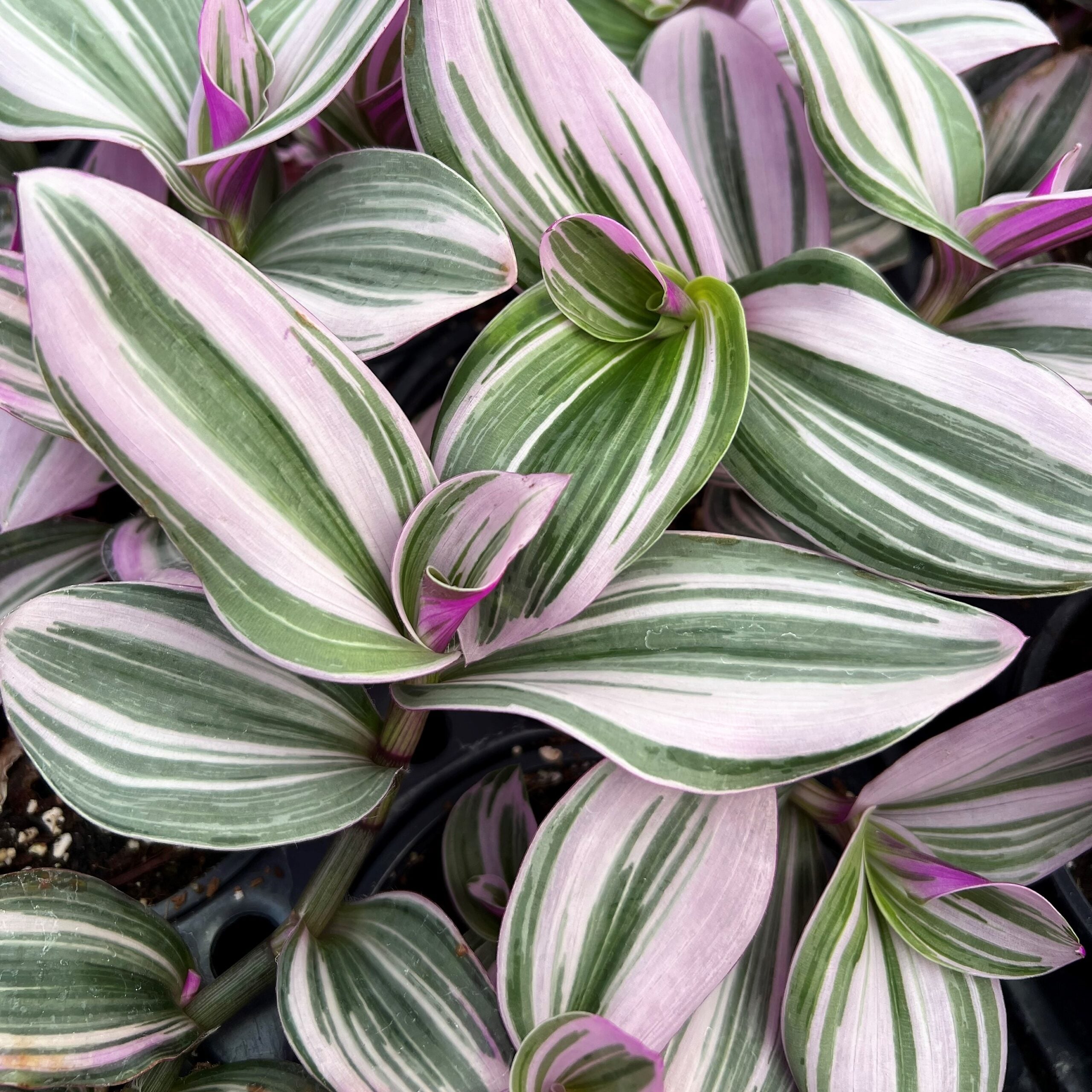 Tradescantia 'Nanouk' - Inch Plant (4.5" Pot) | Little Prince of Oregon ...