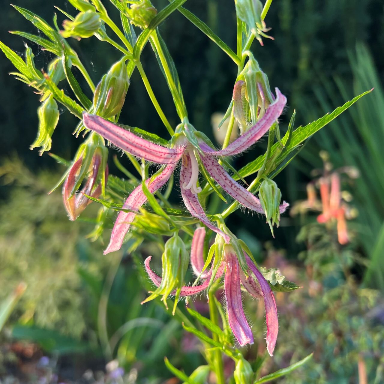 Campanula 'Pink Octopus' - Bellflower USPP #18,885 (4.5" Pots) | Little ...