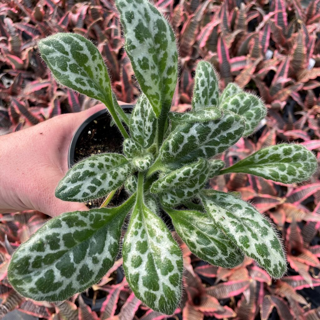 Primulina dryas - Gesneriad (4.5" Pot) | Little Prince of Oregon Nursery