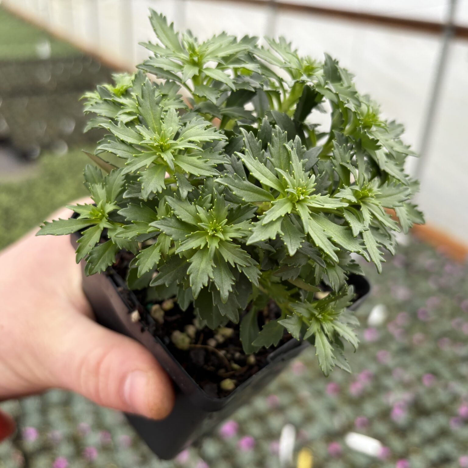 Iberis 'Mermaid Lavender' - Candytuft (3.5" Pot) | Little Prince of ...