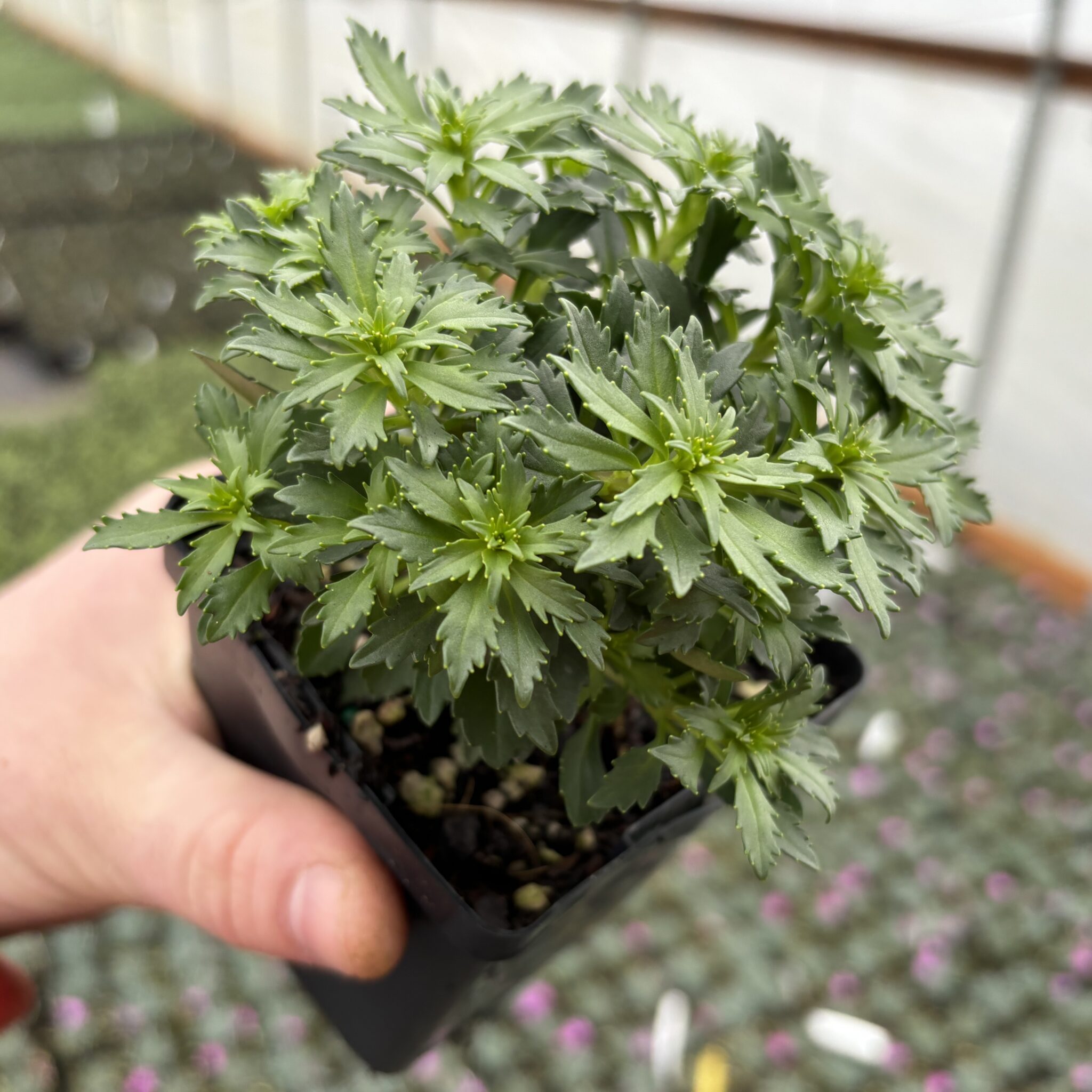 Iberis 'Mermaid Lavender' - Candytuft (3.5" Pot) | Little Prince of ...