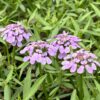 Iberis 'Mermaid Lavender' - Candytuft (3.5" Pot) | Little Prince of ...