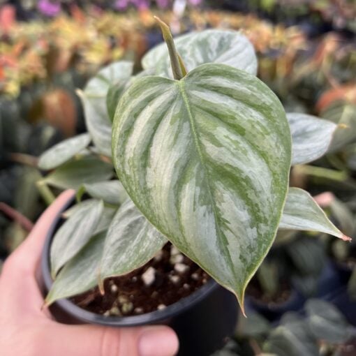 Philodendron 'Sodiroi' (4.5" Pot) | Little Prince of Oregon Nursery