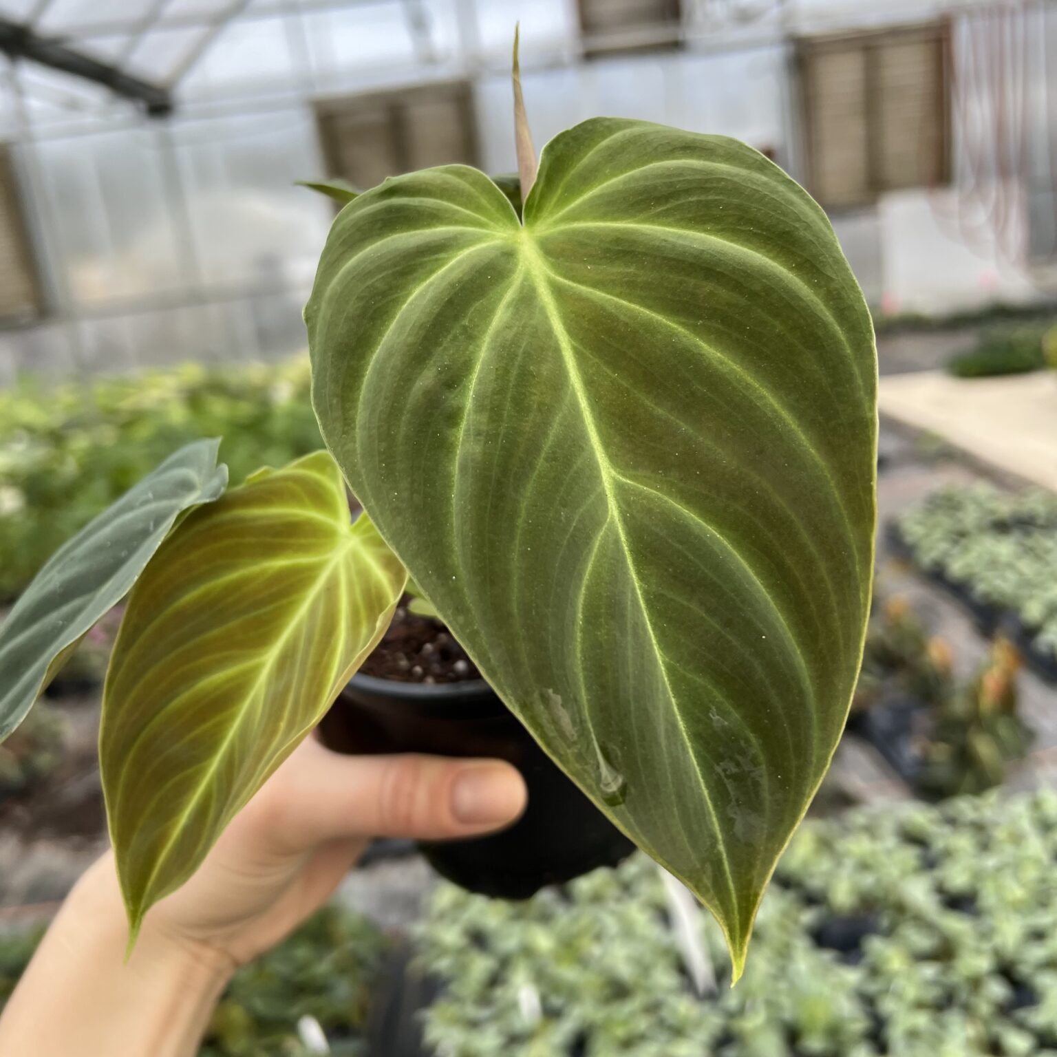Philodendron 'Splendid' - Hybrid Philodendron (4.5" Pot) | Little ...