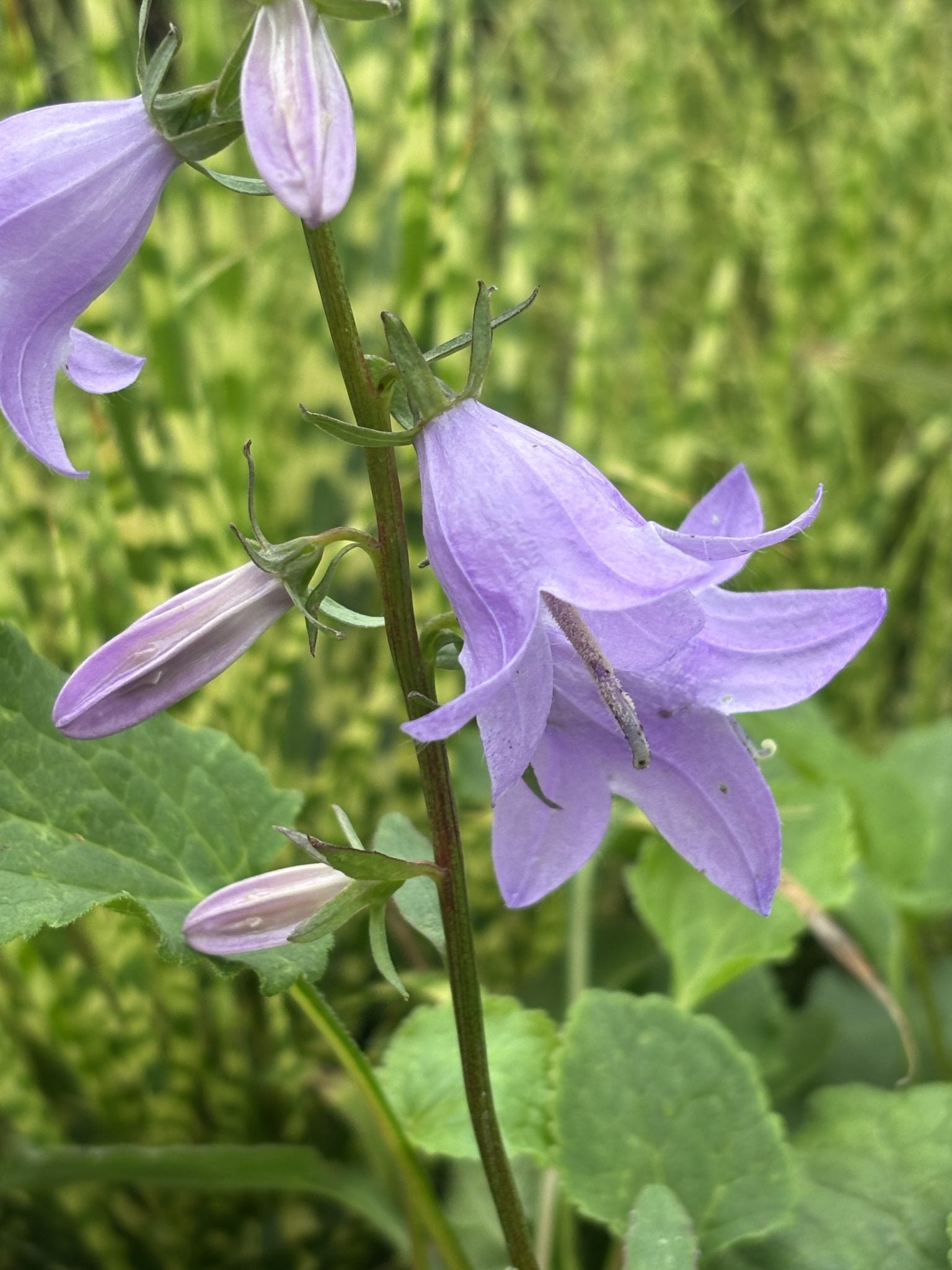 Adenophora Fairybells™ 'Gaudi Violet' - Lady Bells (4.5" Pot) | Little ...