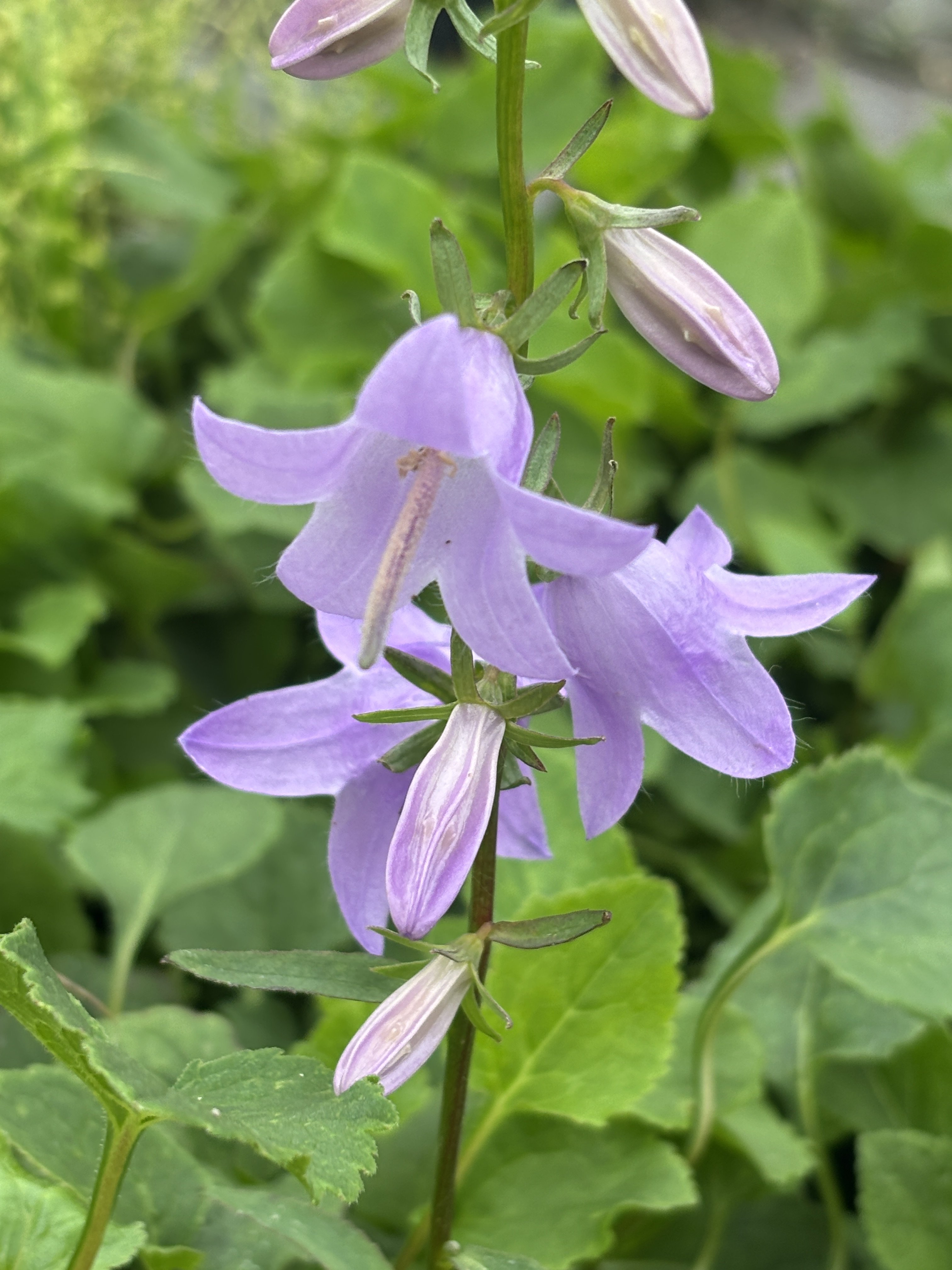 Adenophora Fairybells™ 'Gaudi Violet' - Lady Bells (4.5" Pot) | Little ...