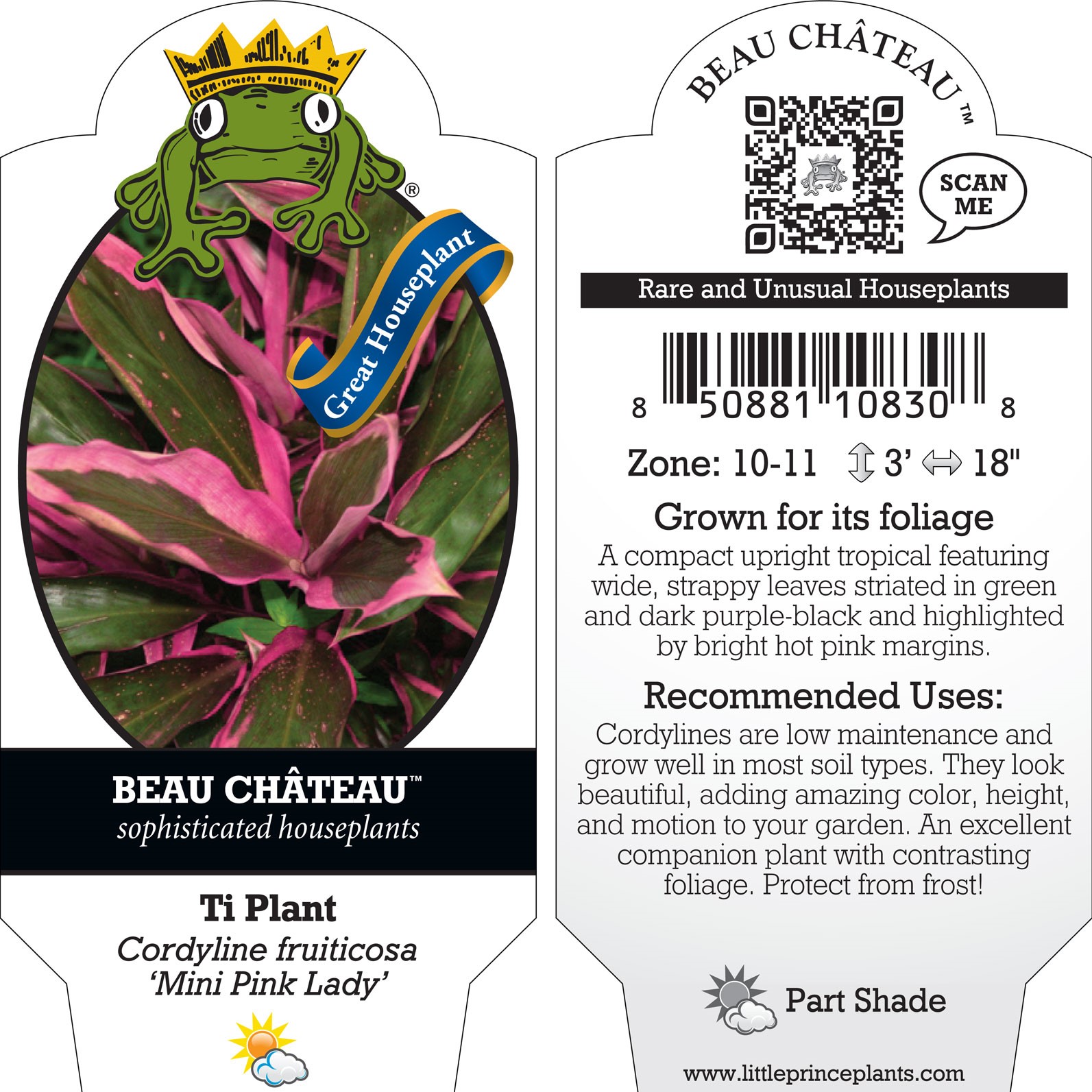 Cordyline fruticosa 'Mini Pink Lady' - Ti Plant (4.5" Pot) | Little ...