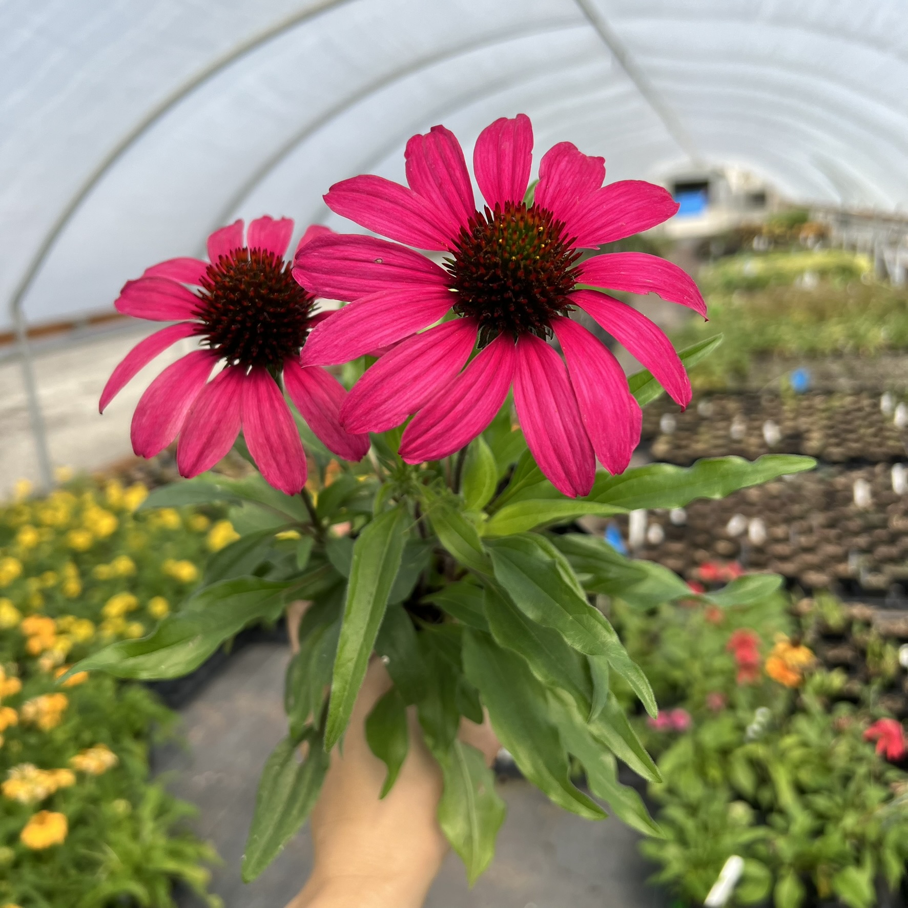 Echinacea PRIMA™ 'Berry' - Coneflower (4.5" Pot) | Little Prince of ...