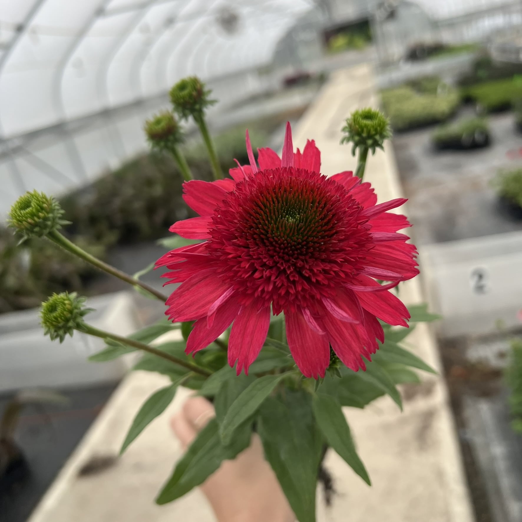 Echinacea SUNNY DAYS™ 'Ruby' PP #33,437 - Coneflower (4.5" Pot ...