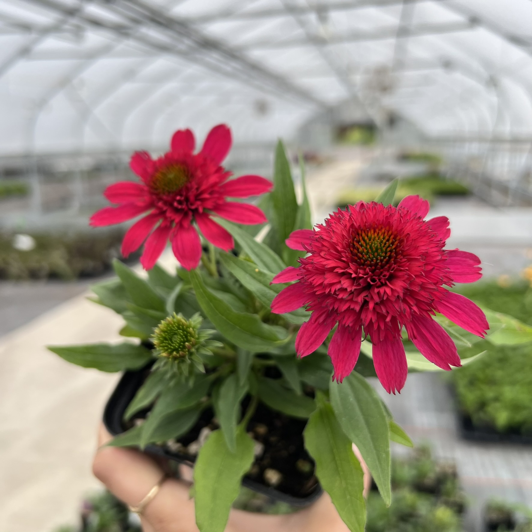 Echinacea SUNNY DAYS™ 'Ruby' PP #33,437 - Coneflower (4.5" Pot ...