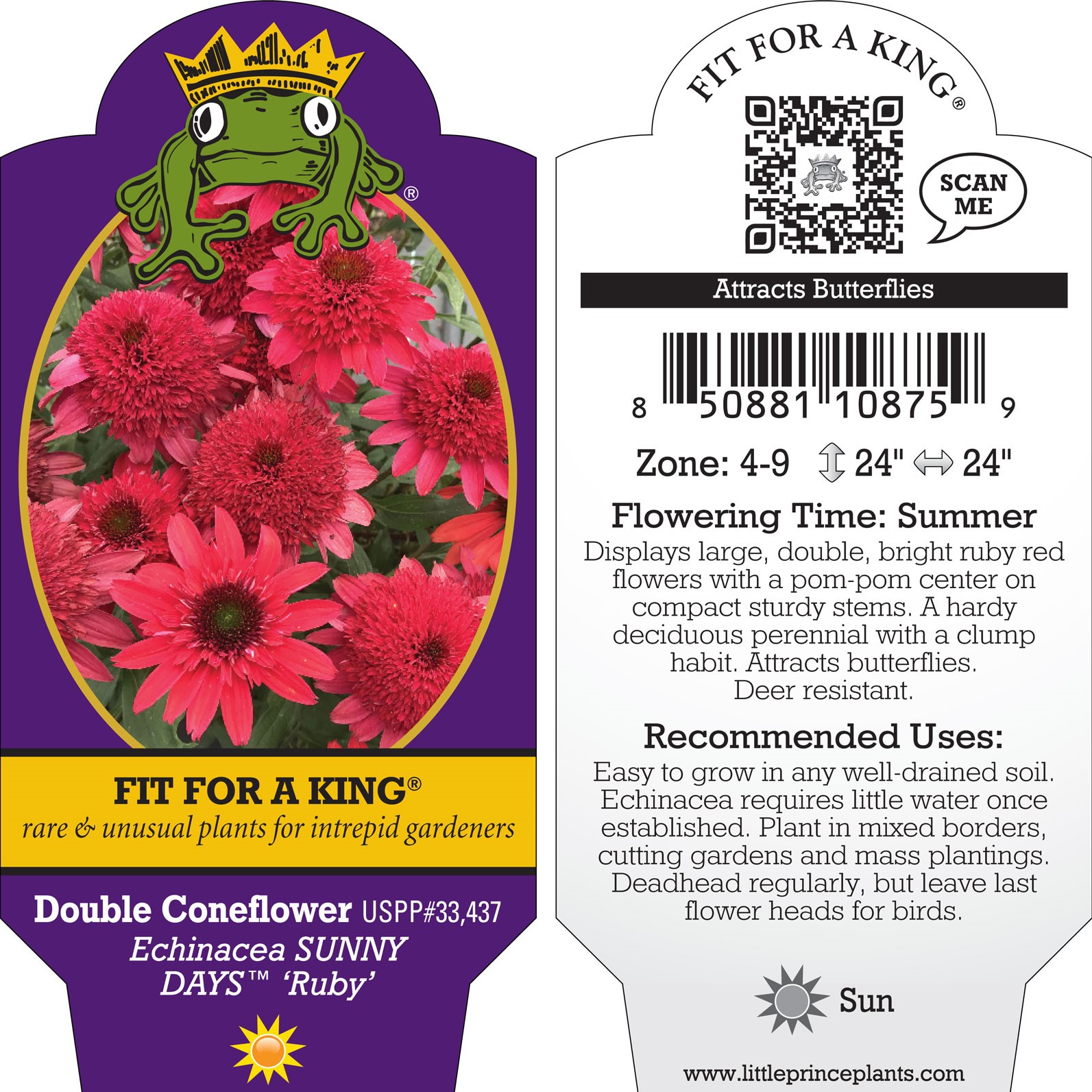 Echinacea SUNNY DAYS™ 'Ruby' PP #33,437 - Coneflower (4.5" Pot ...