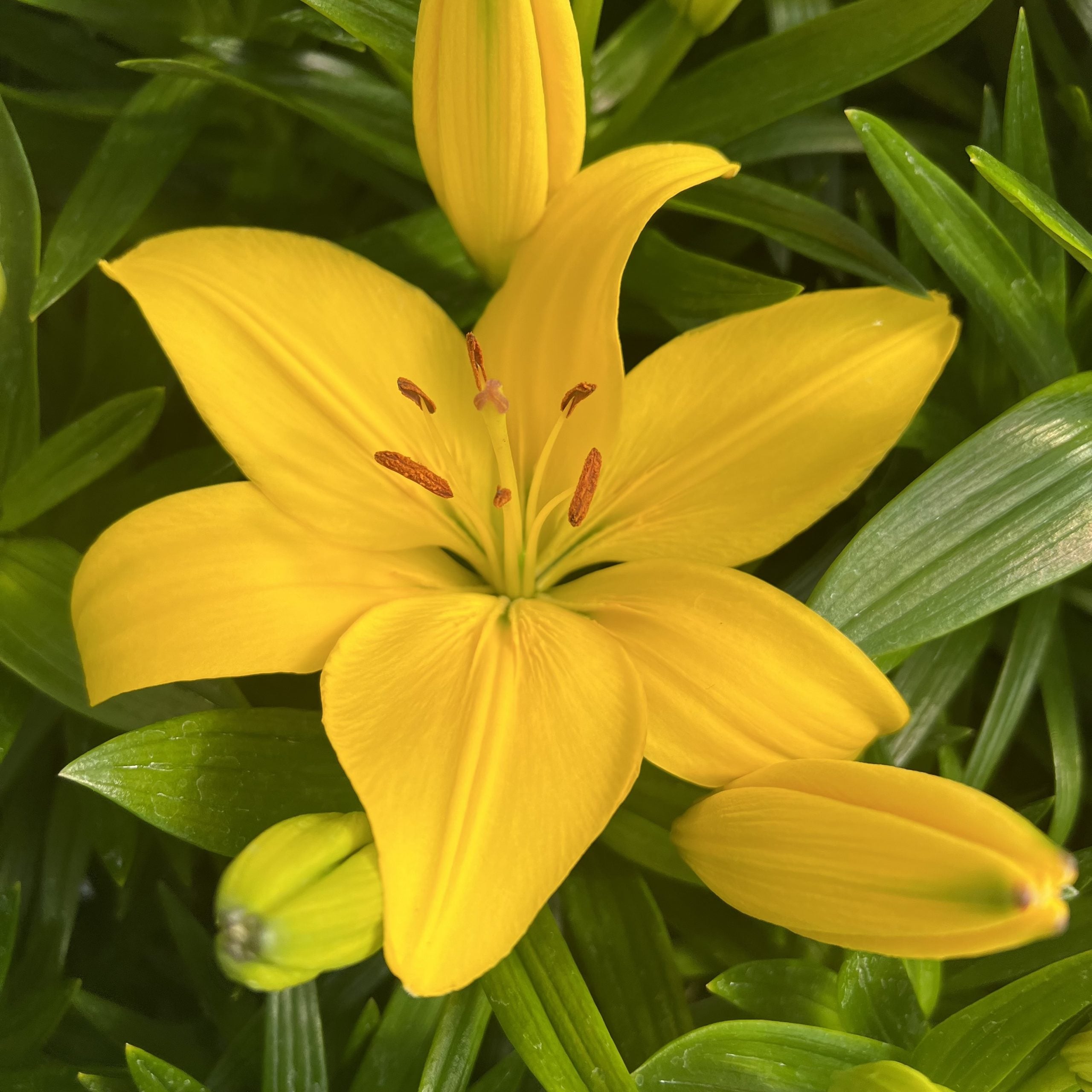 Lilium Lily Looks™ 'Tiny Ranger' - Dwarf Asiatic Lily PPAF (4.5" Pot ...