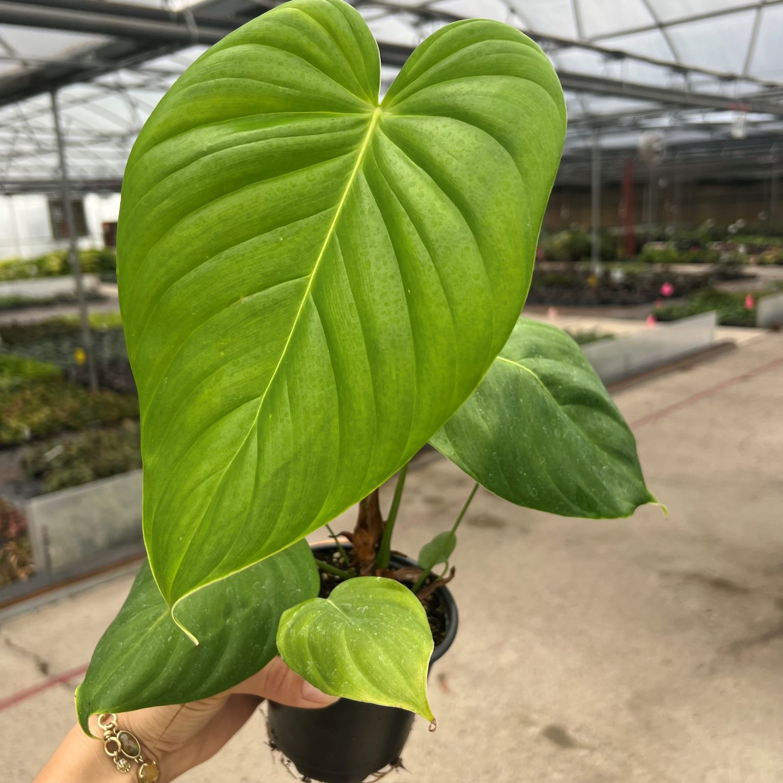 Philodendron grandipes (4.5" Pot) | Little Prince of Oregon Nursery