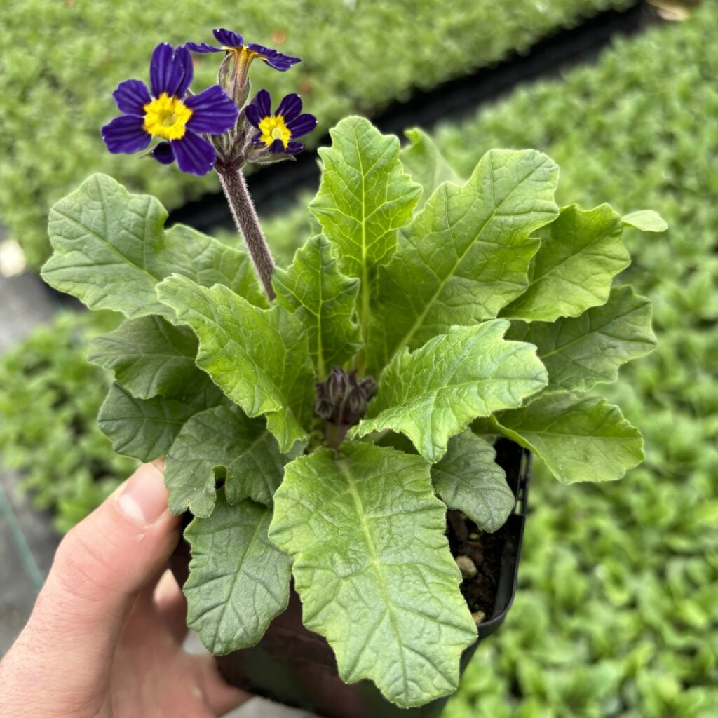 Primula 'Oakleaf Blue' - Primrose (4.5" Pot) | Little Prince of Oregon ...