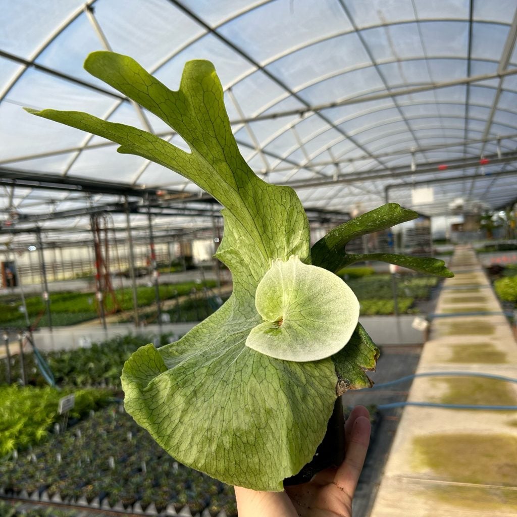Platycerium grande - Giant Staghorn Fern (4.5" Pot) | Little Prince of ...