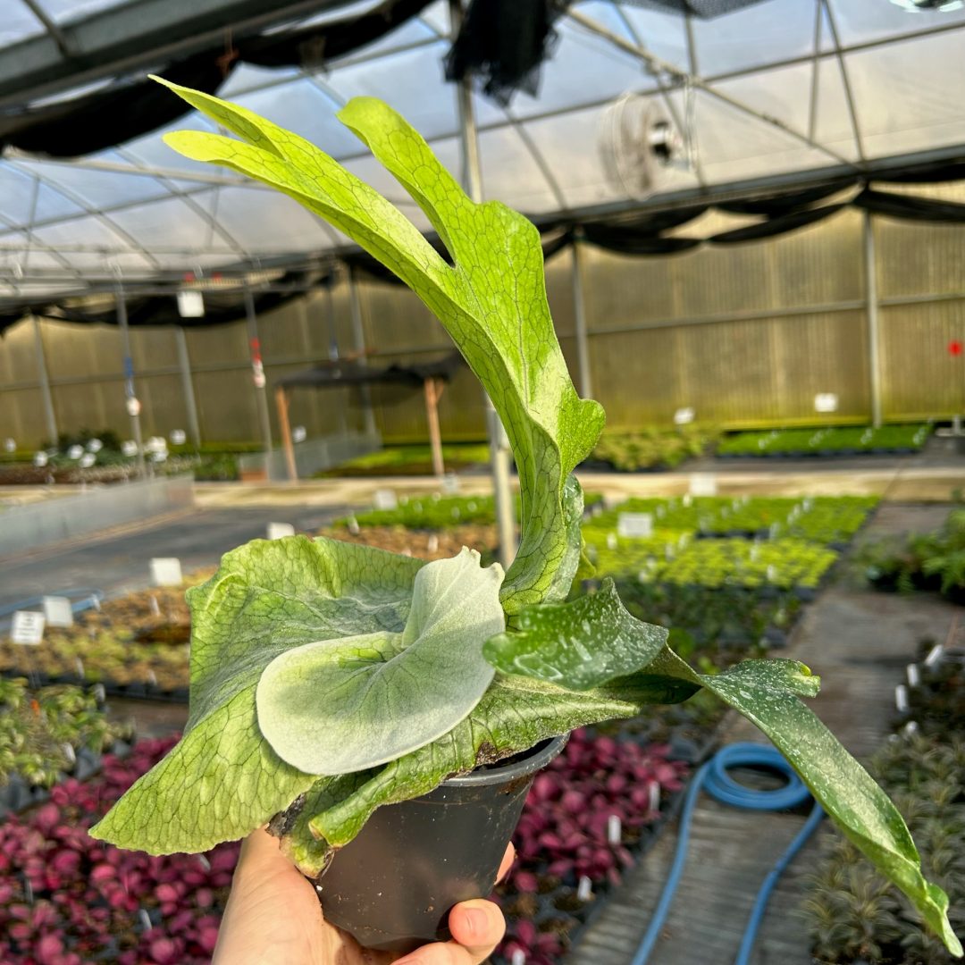 Platycerium grande - Giant Staghorn Fern (4.5" Pot) | Little Prince of ...