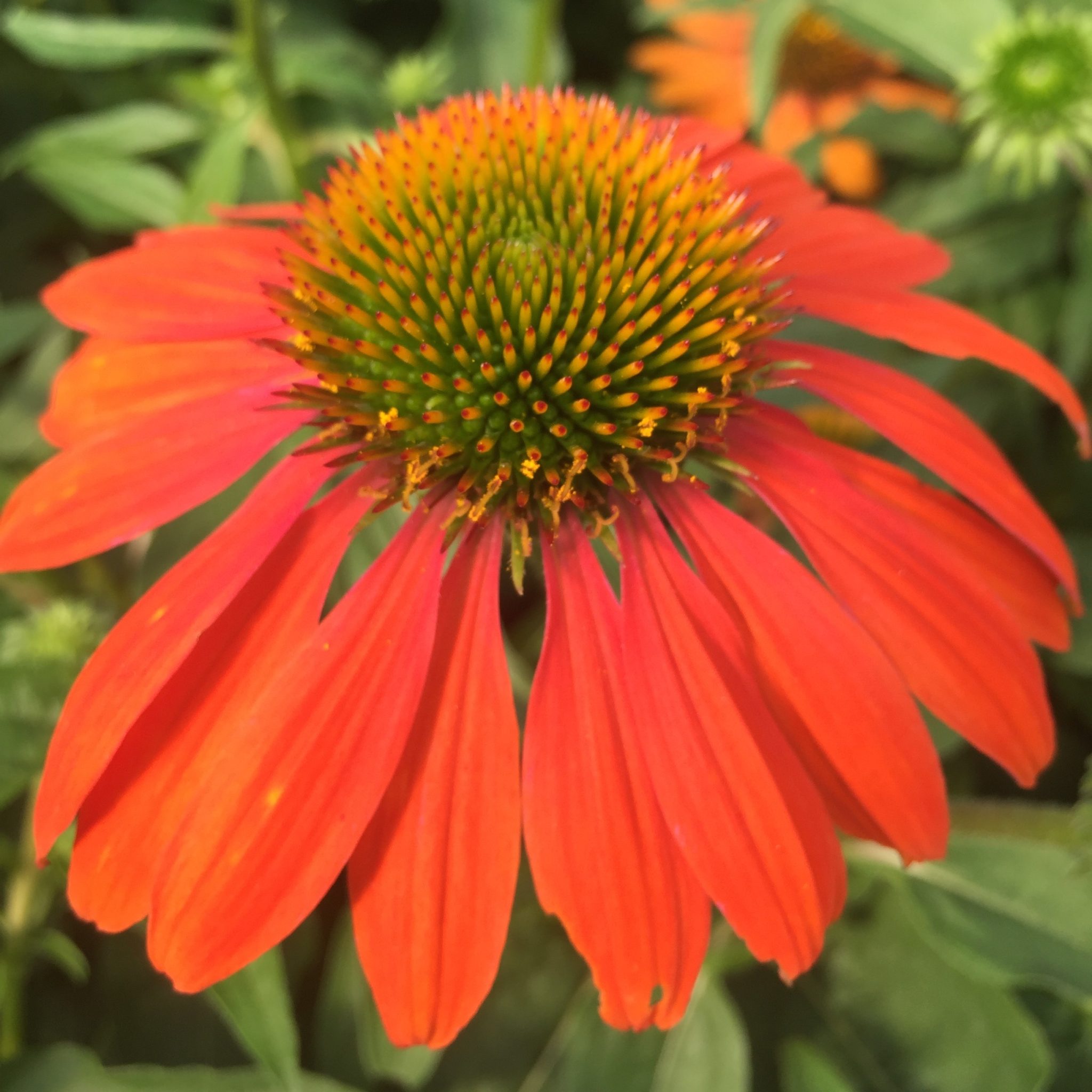 Echinacea Sombrero® Fiesta Orange - Coneflower (4.5" Pot) | Little ...
