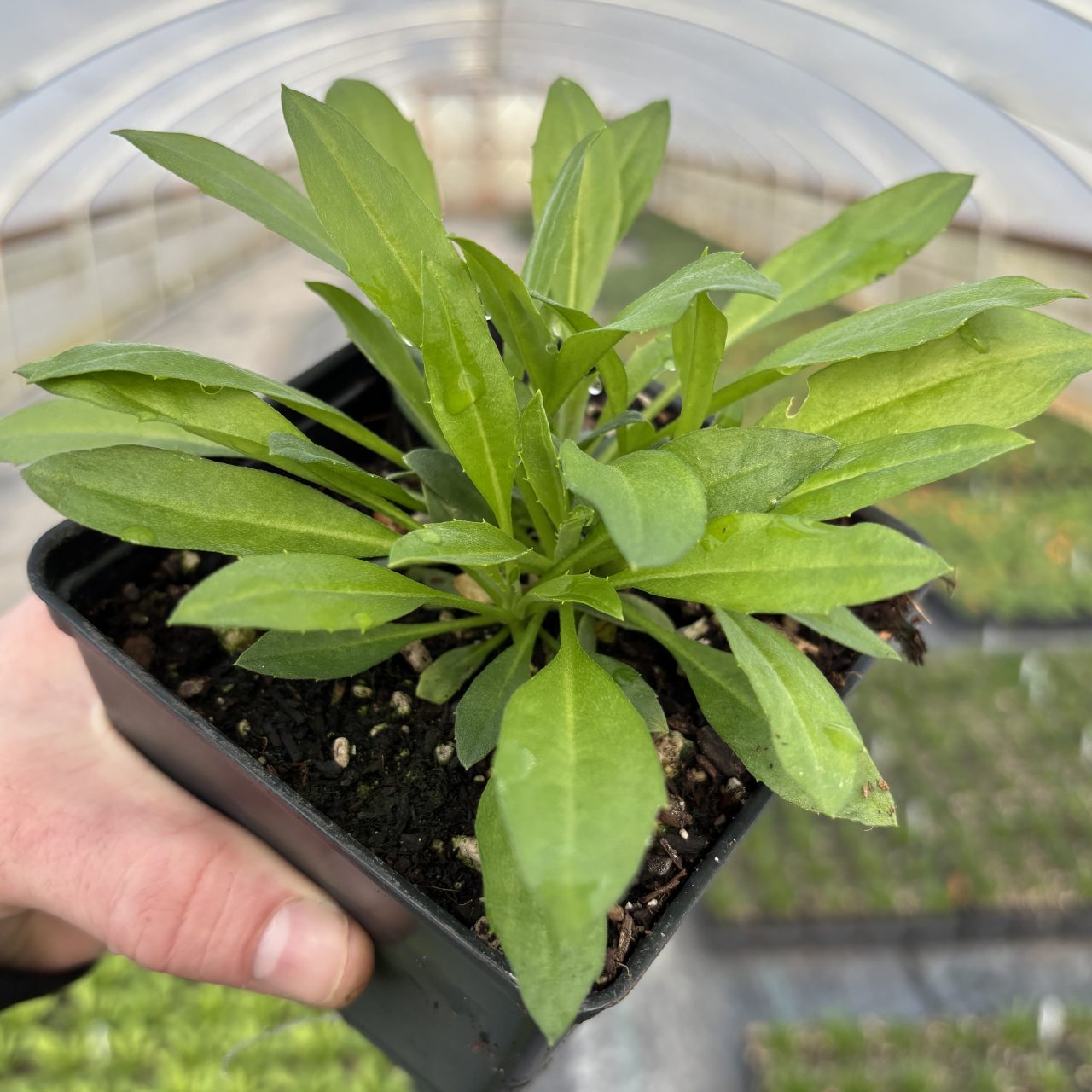 Erysimum 'Canaries Yellow' - Wallflower (4" Pot) | Little Prince of ...