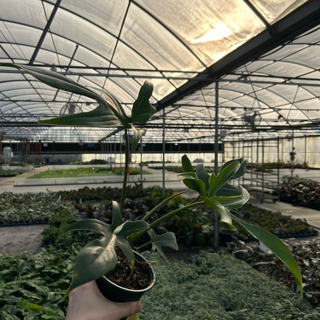 Philodendron 'Glad Hands' (4.5" Pot) | Little Prince of Oregon Nursery