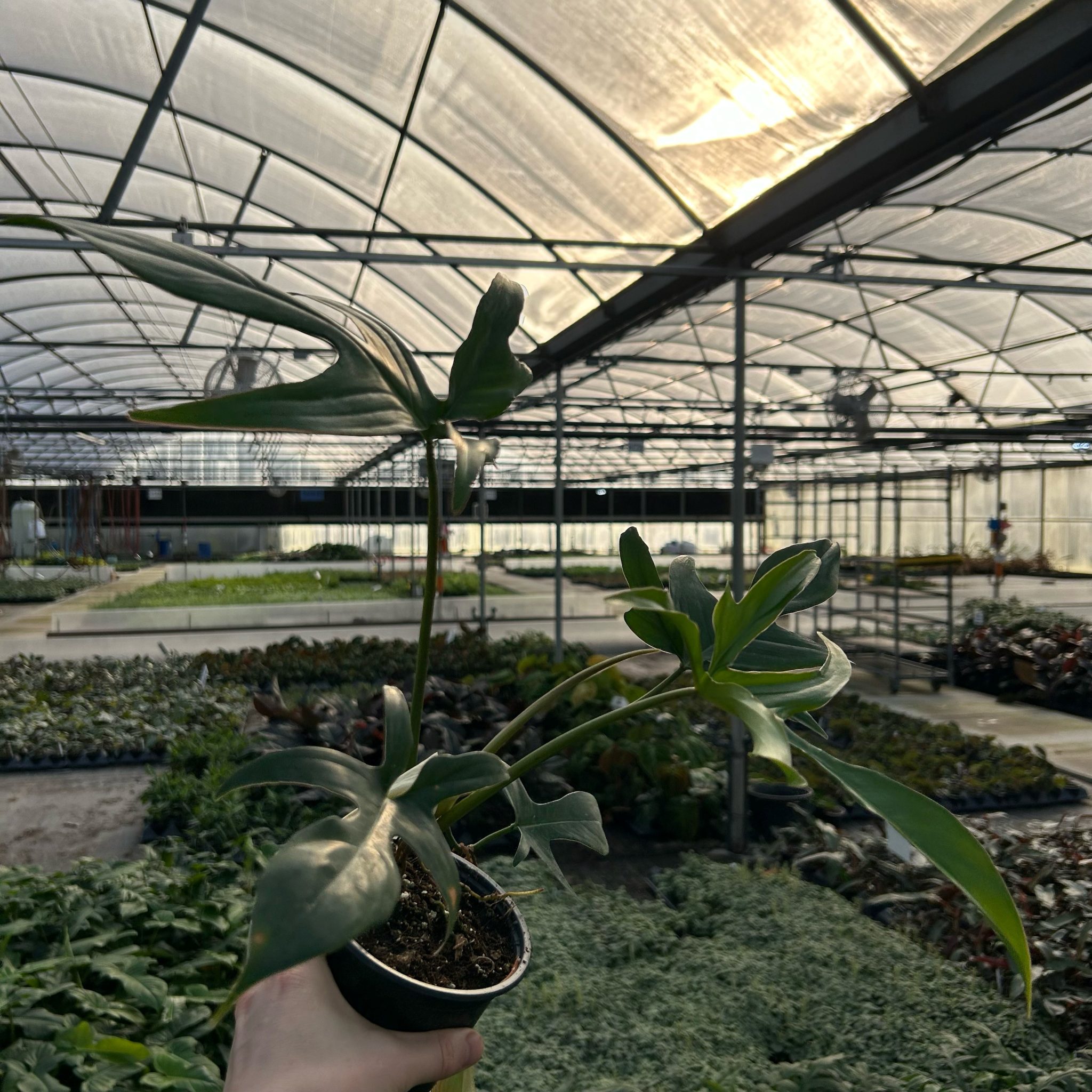 Philodendron 'Glad Hands' (4.5" Pot) | Little Prince of Oregon Nursery
