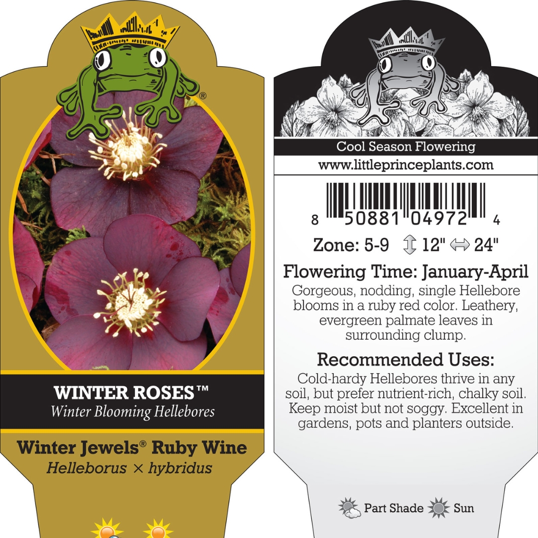 Helleborus Winter Jewels® 'Ruby Wine' - Hellebore (1 Gallon)