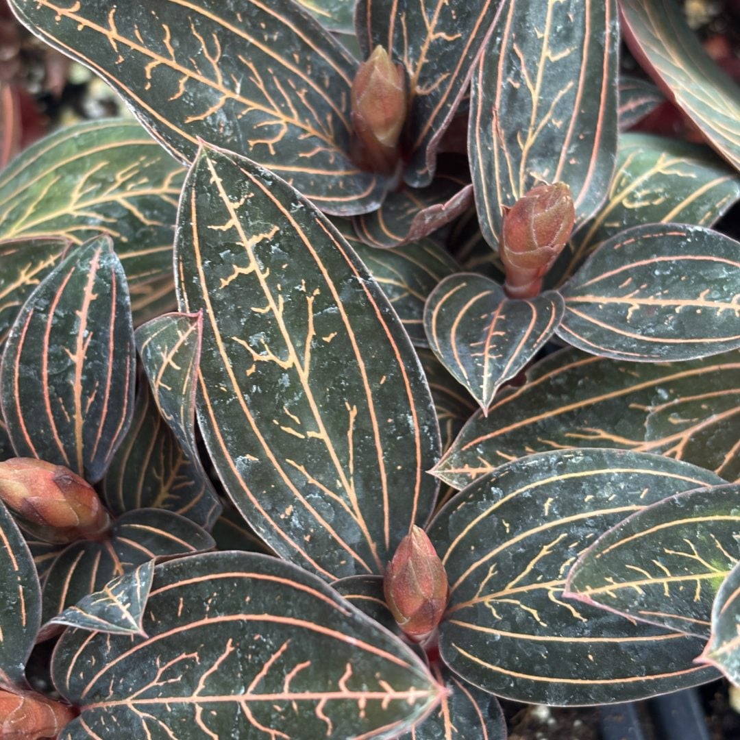 Ludisia discolor JE04 (2" Pot) | Little Prince of Oregon Nursery