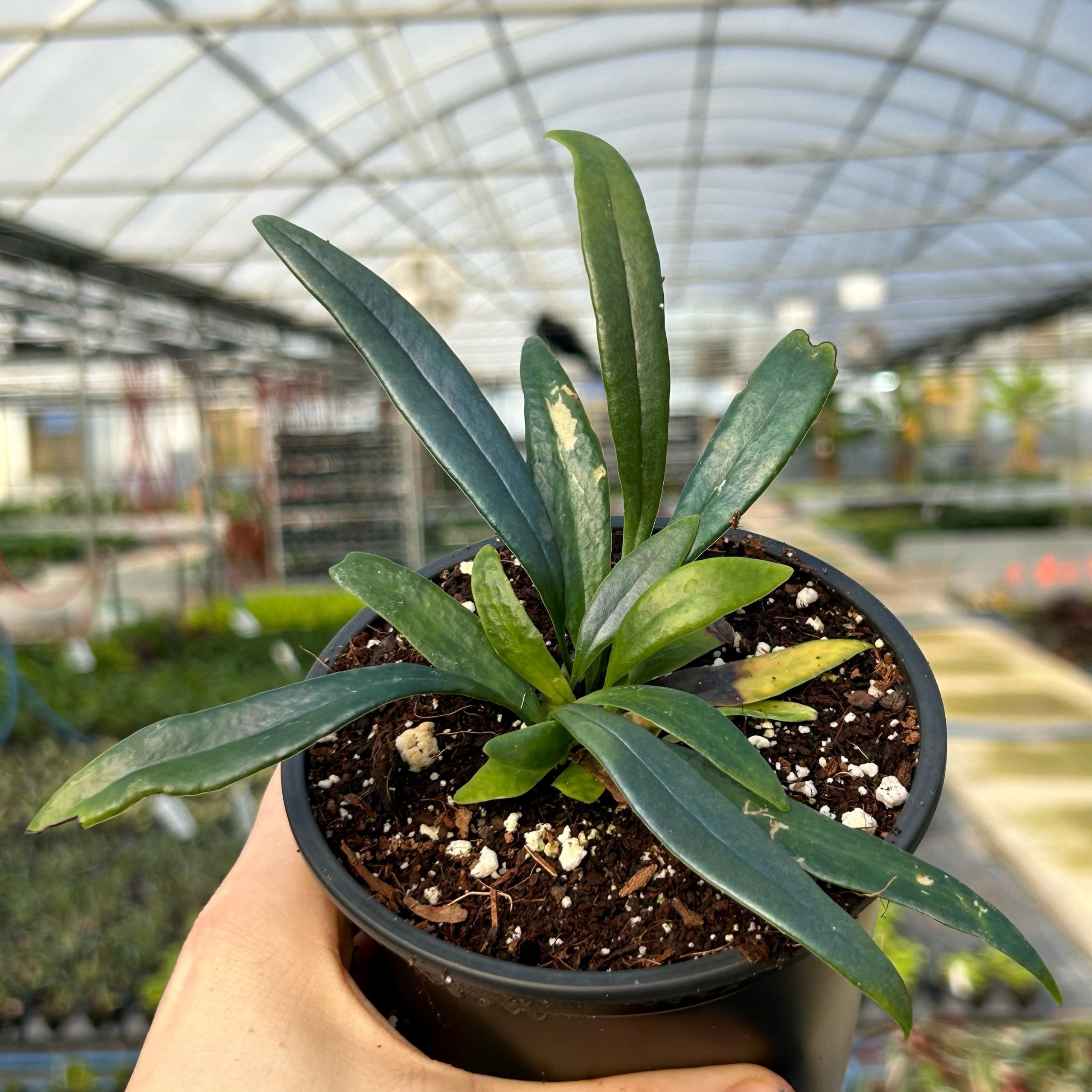 Microsorum thailandicum - Blue Oil Fern (4.5" Pot) | Little Prince of ...