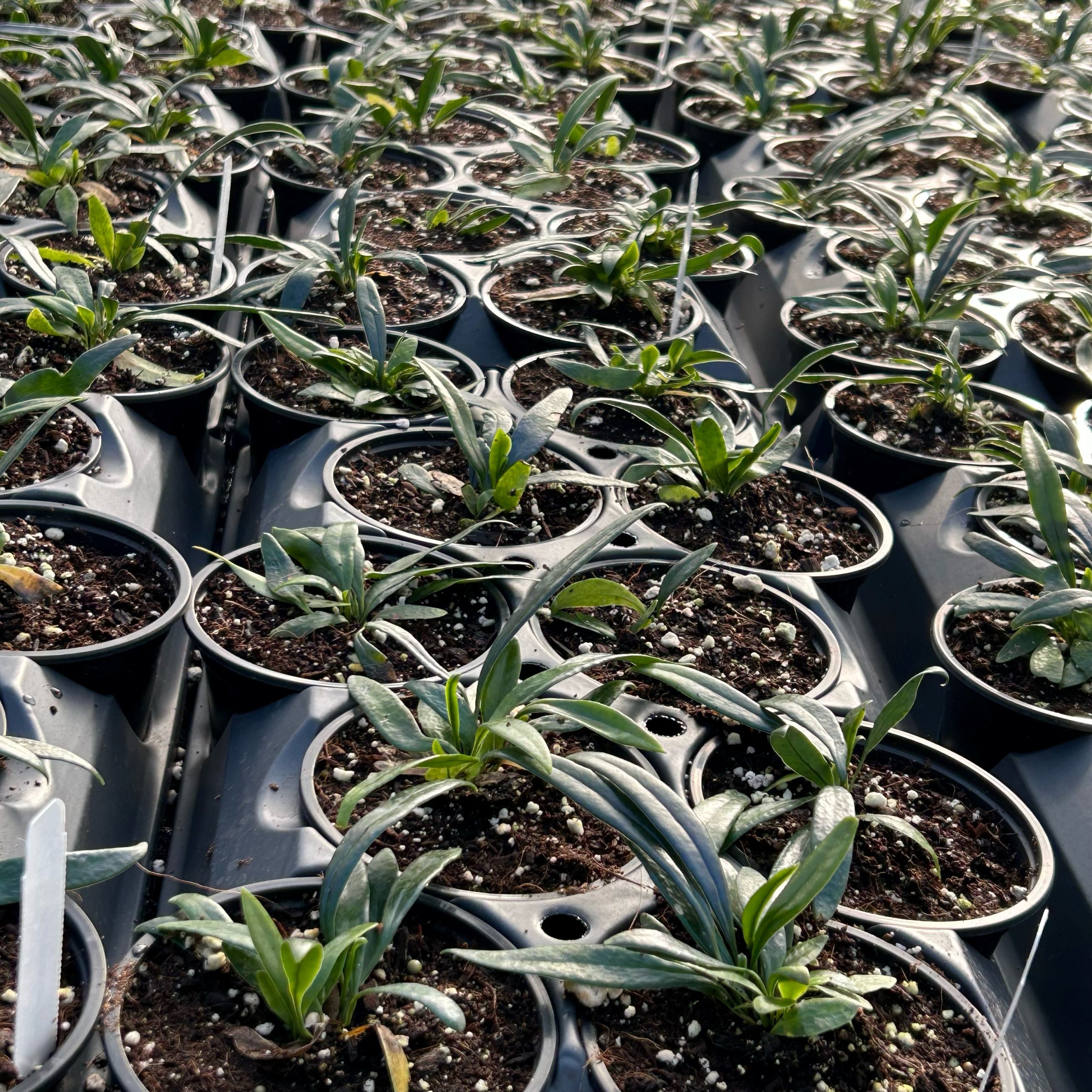 Microsorum thailandicum - Blue Oil Fern (4.5" Pot) | Little Prince of ...